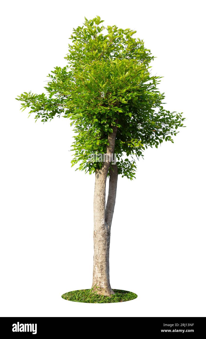 Tree isolated on white background. Tropical tree isolated Stock Photo ...