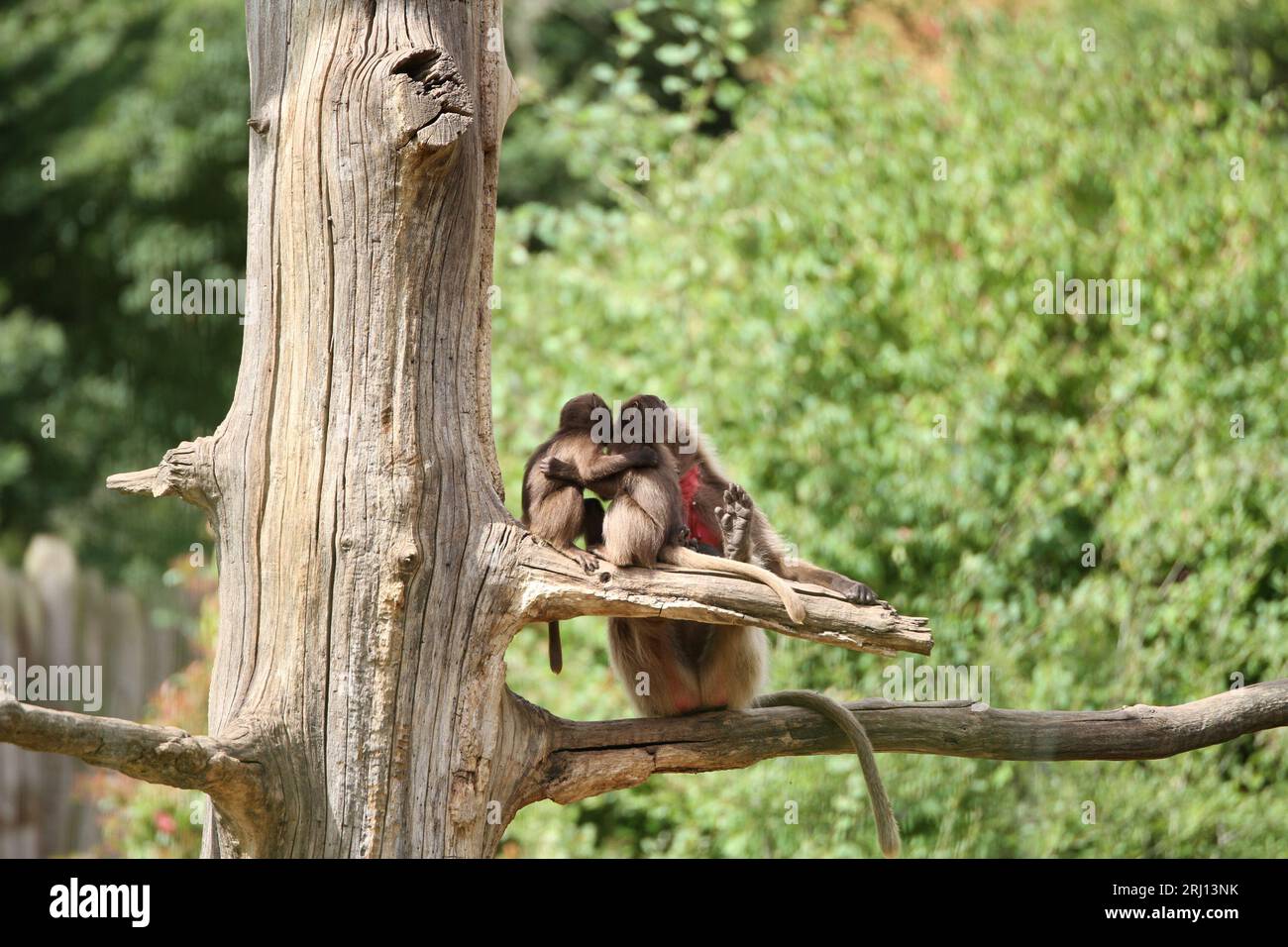 monkey in a tree with babies playing Stock Photo - Alamy