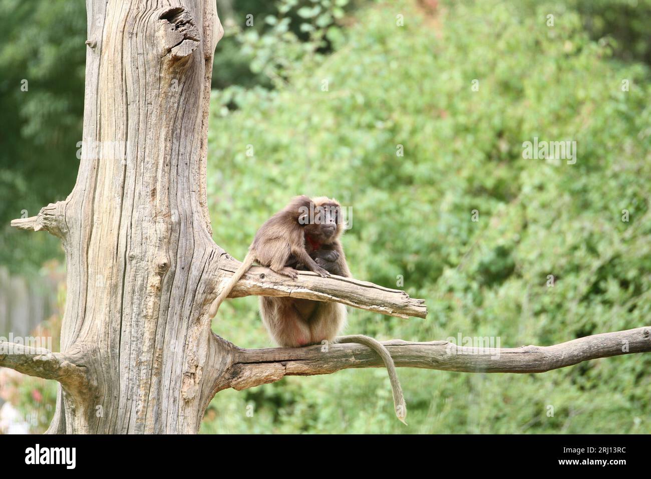 monkey in a tree with babies playing Stock Photo - Alamy