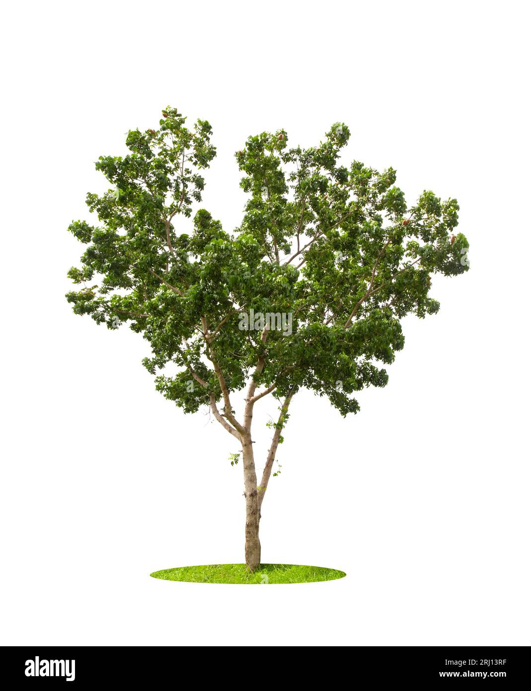 Tree isolated on white background. Tropical tree isolated Stock Photo ...