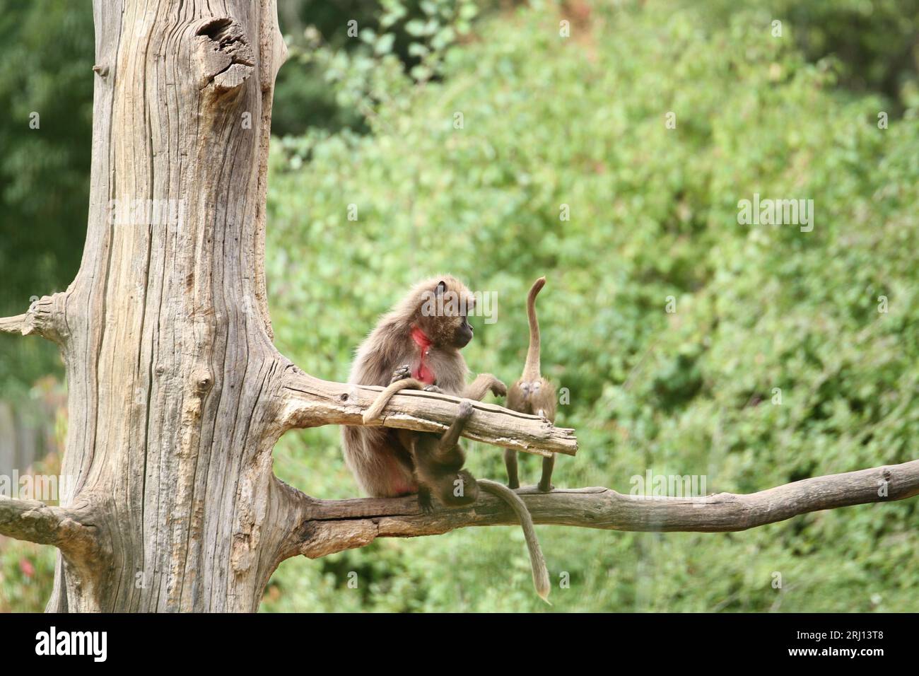 monkey in a tree with babies playing Stock Photo - Alamy