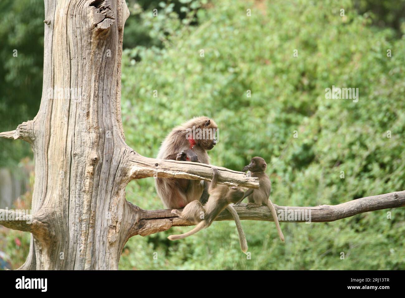 monkey in a tree with babies playing Stock Photo - Alamy