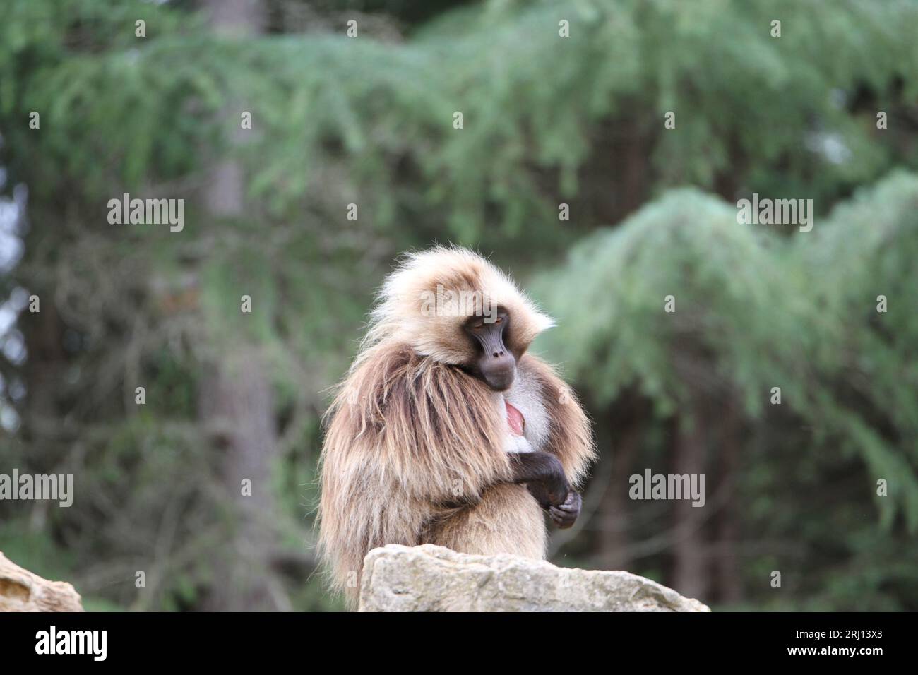 monkey outside scratching Simiiformes Stock Photo - Alamy