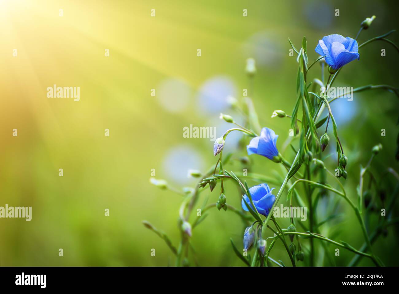 Blue flax background Stock Photo - Alamy