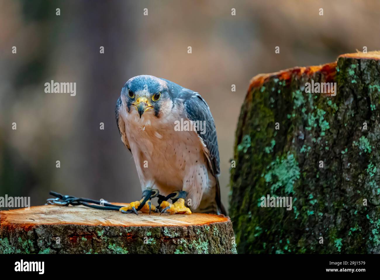 Peregrine lanner falcon hi-res stock photography and images - Alamy