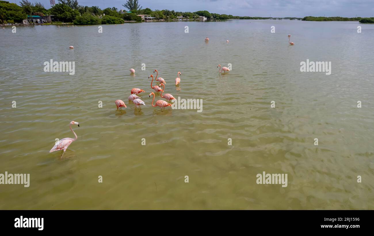 Celestun, Yucatan, USA. 18th Oct, 2022. Mexico. Celestun Biosphere ...