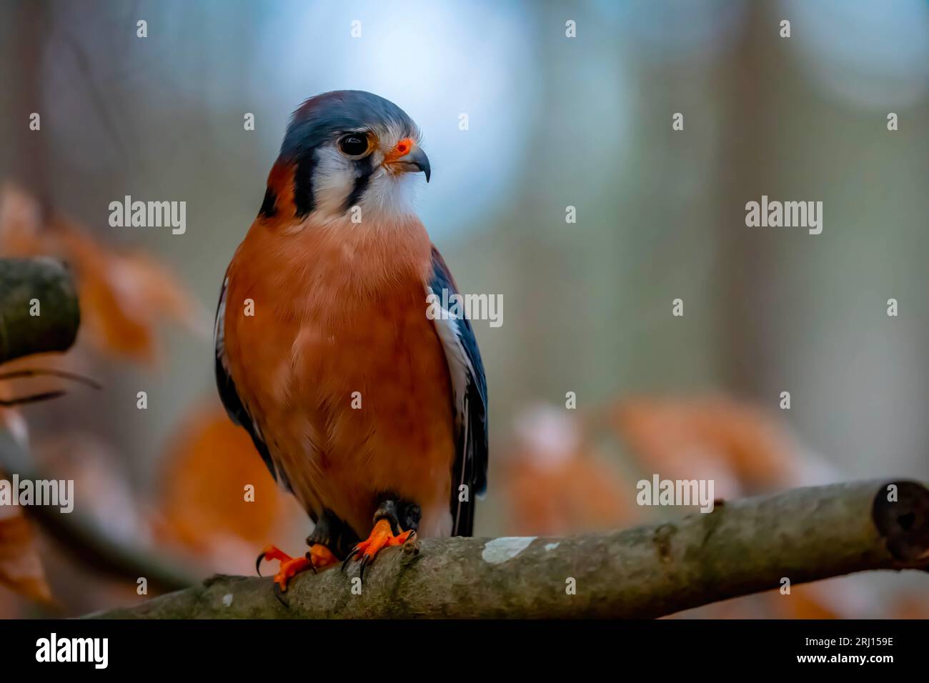 Huntersville, NC, USA. 18th Mar, 2023. The American kestrel (Falco ...