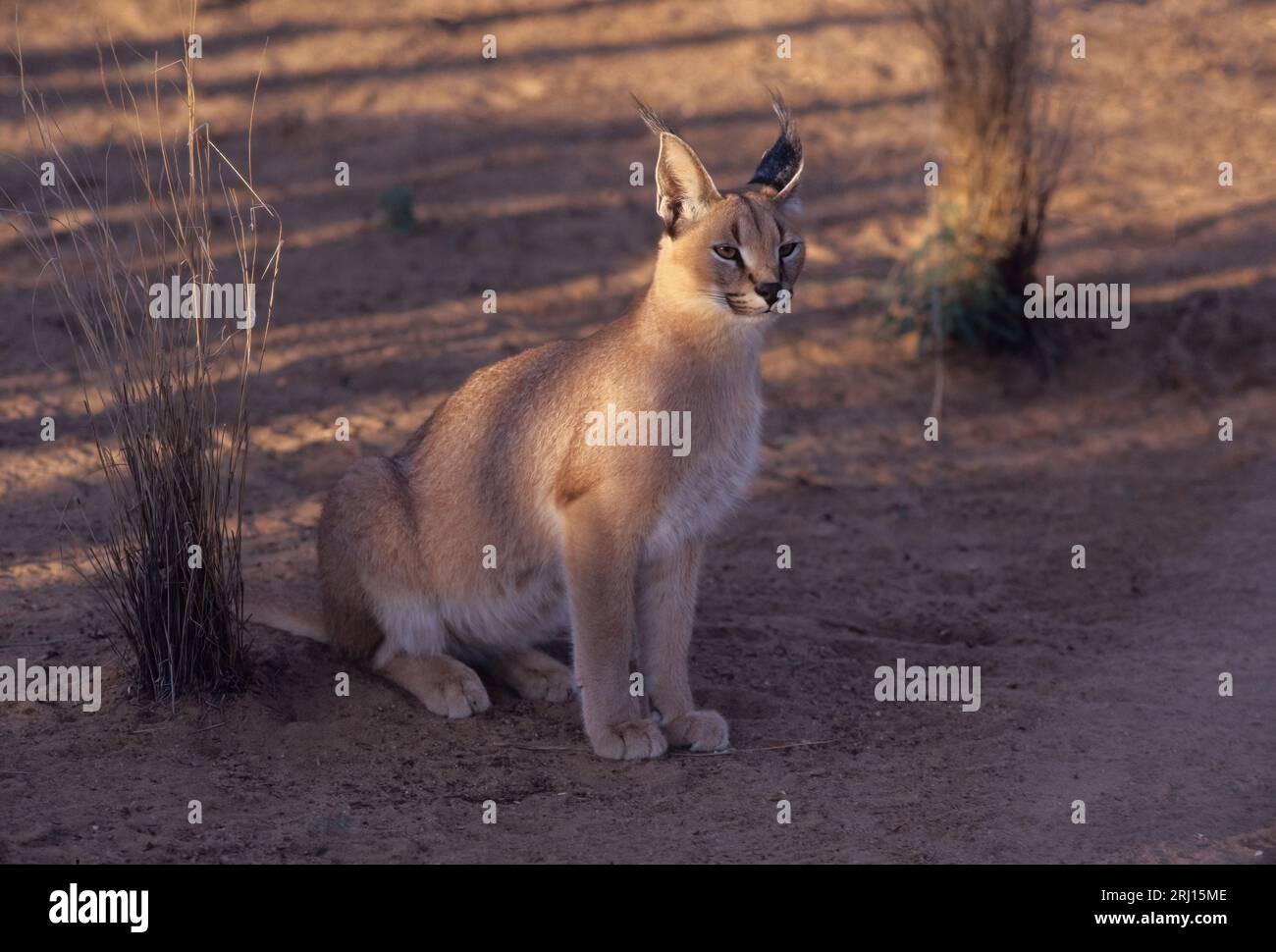 The caracal is a medium-sized wild cat native to Africa, the Middle ...