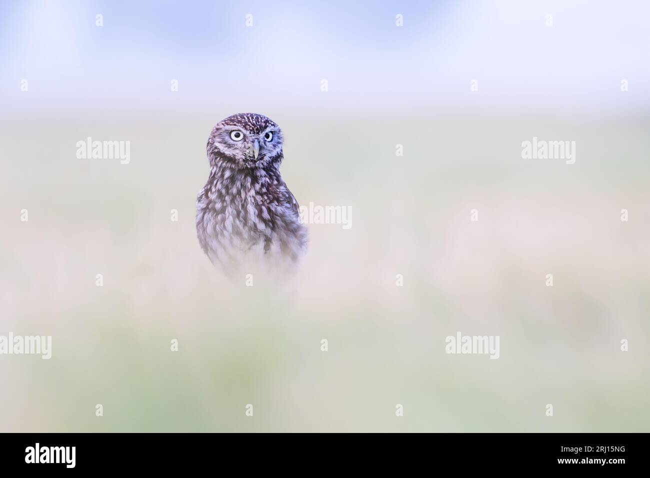 Little owl sitting in the woods hidden under the branches Stock Photo ...