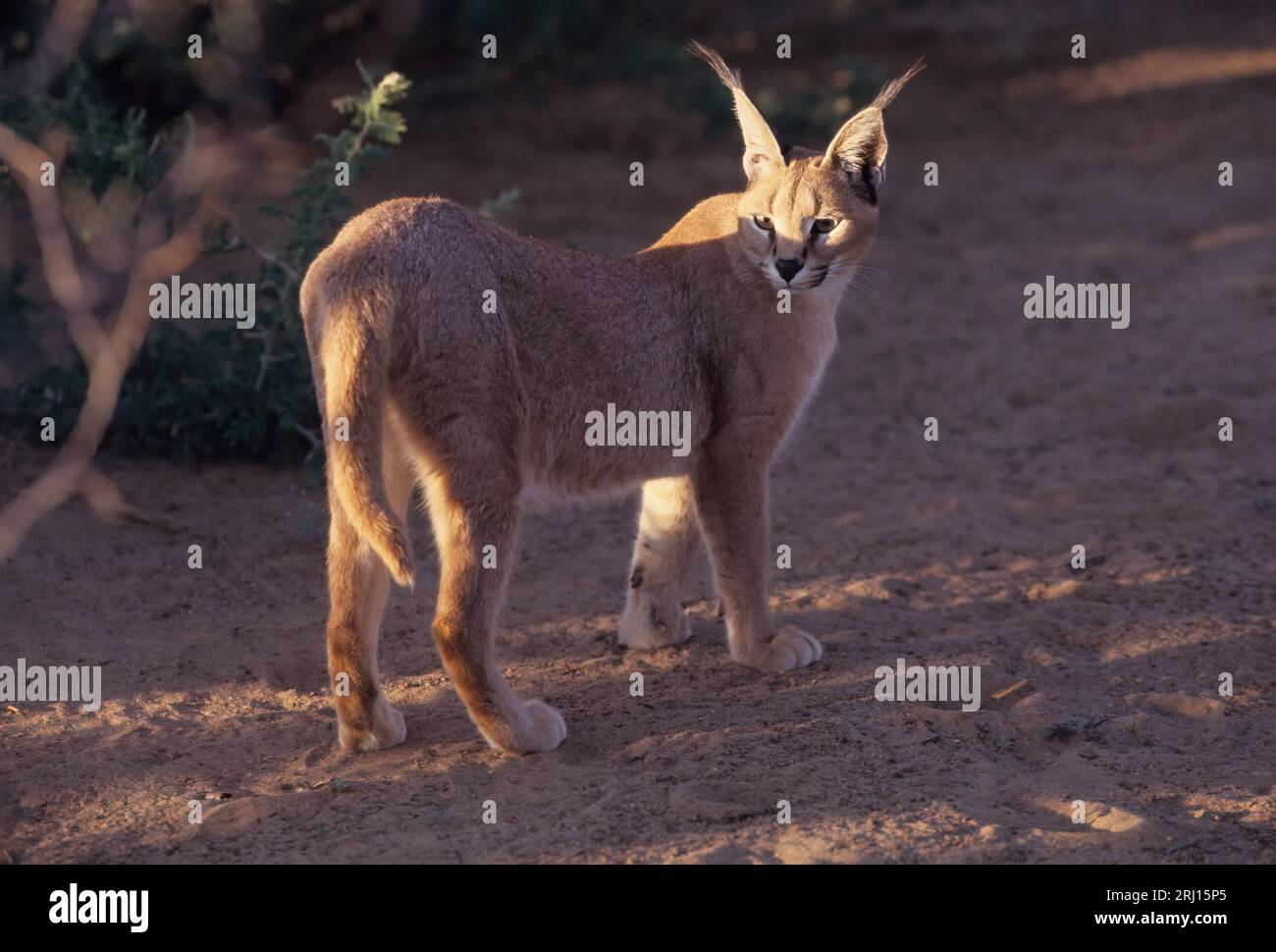 The caracal is a medium-sized wild cat native to Africa, the Middle ...