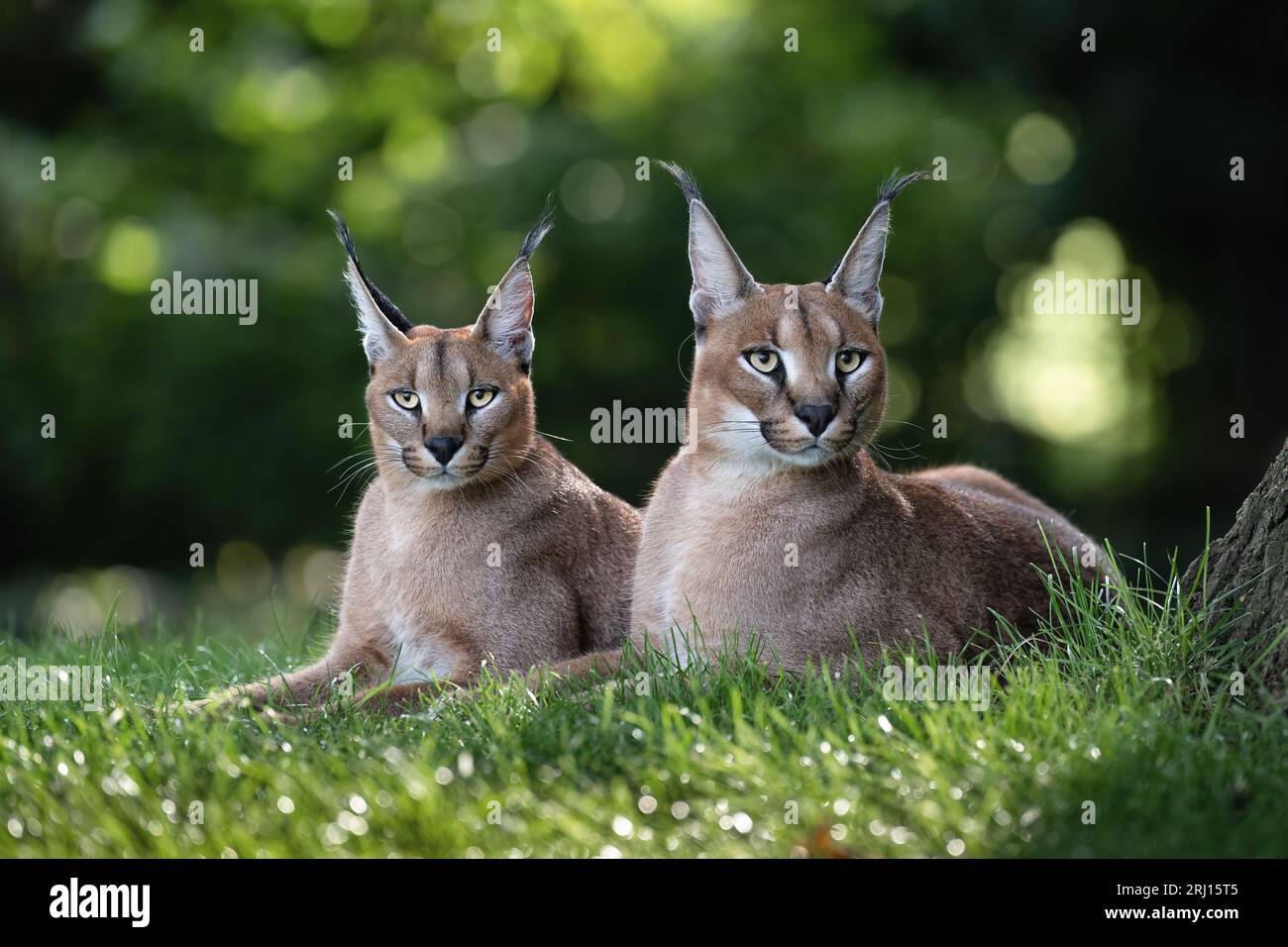 Portrait resting caracal hi-res stock photography and images - Alamy