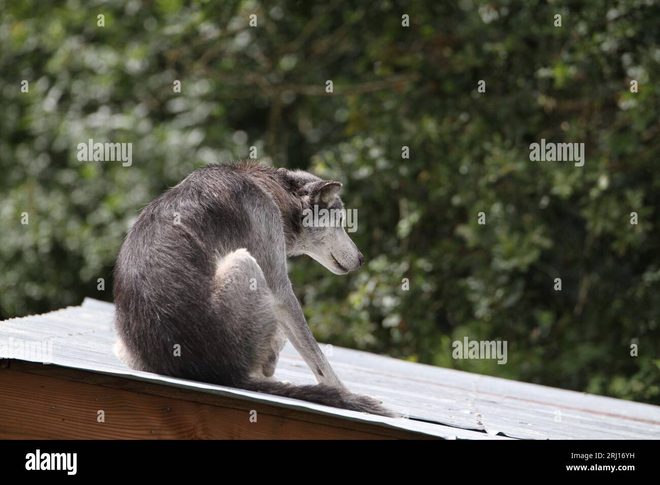 wolf outside Canis lupus black Stock Photo - Alamy
