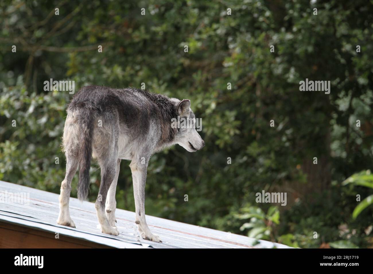 wolf outside Canis lupus black Stock Photo - Alamy