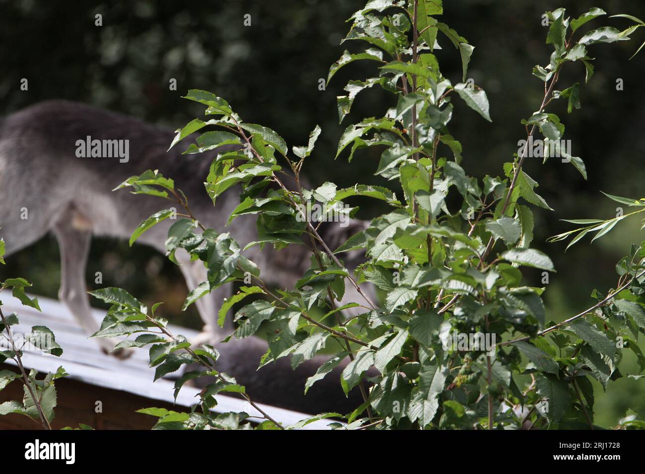 wolf outside Canis lupus black Stock Photo - Alamy