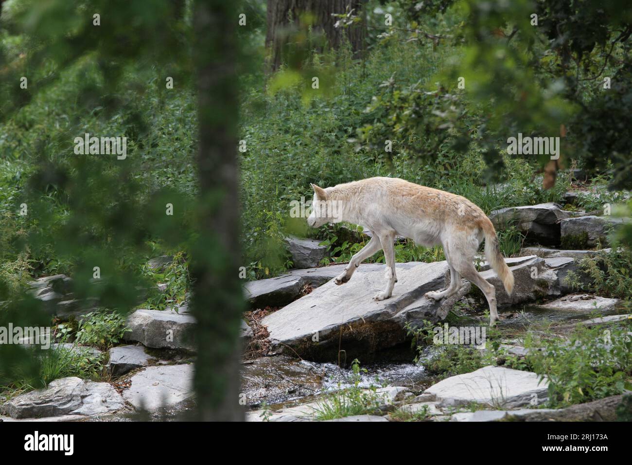 wolf outside Canis lupus black Stock Photo - Alamy