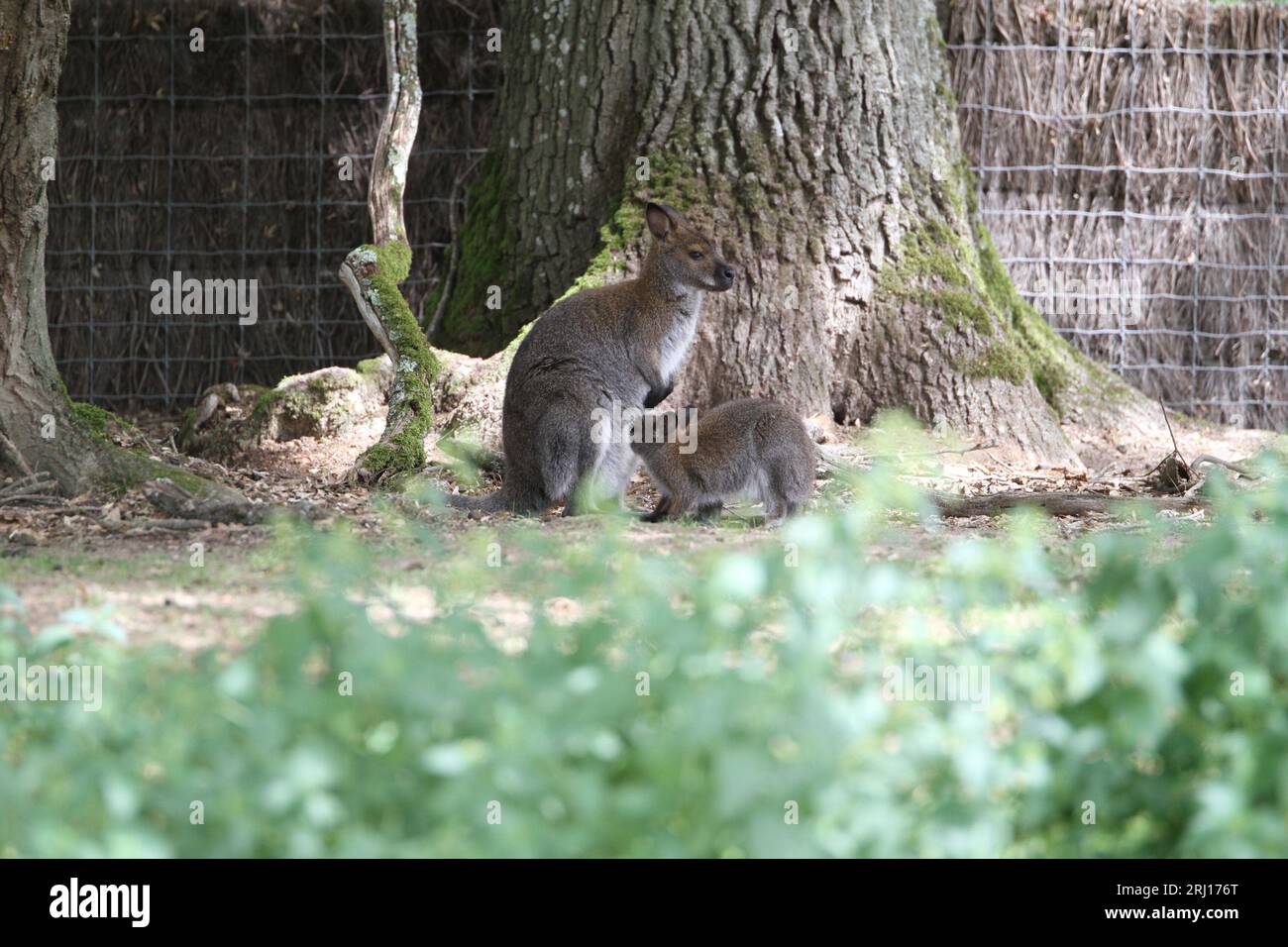 wallaby jumping out Macropus rufogriseus rufogriseus Stock Photo - Alamy