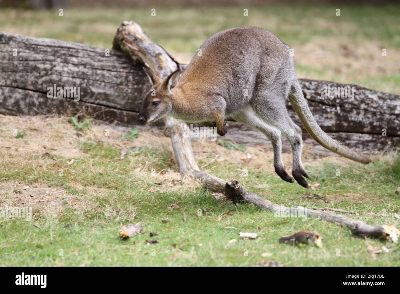 wallaby jumping out Macropus rufogriseus rufogriseus Stock Photo - Alamy