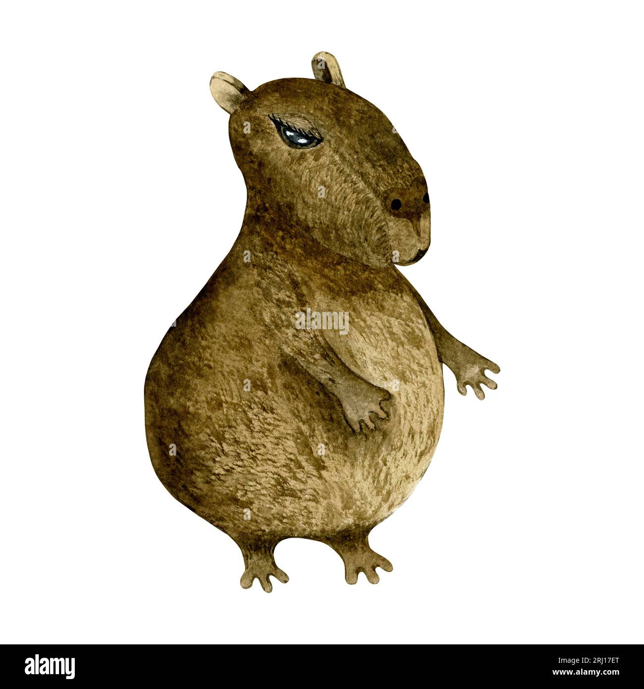 Cute animals of South America watercolor illustration hand drawn ...