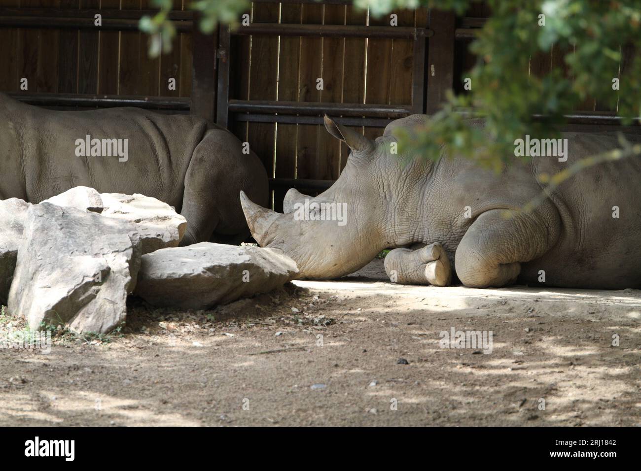 sleeping rhino outside Stock Photo - Alamy