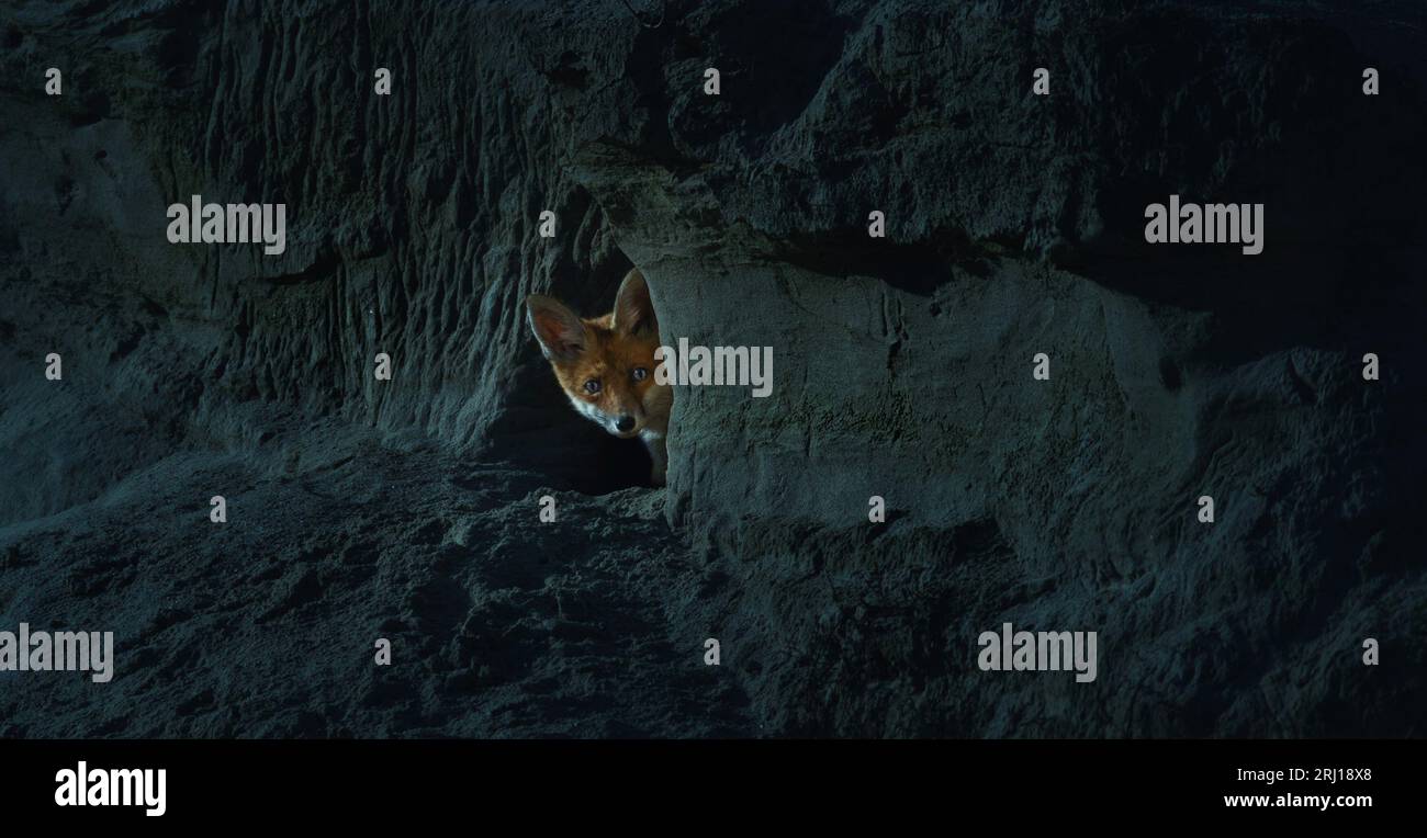 Cute fox Vulpes vulpes cub peeks out of the burrow at night and ...