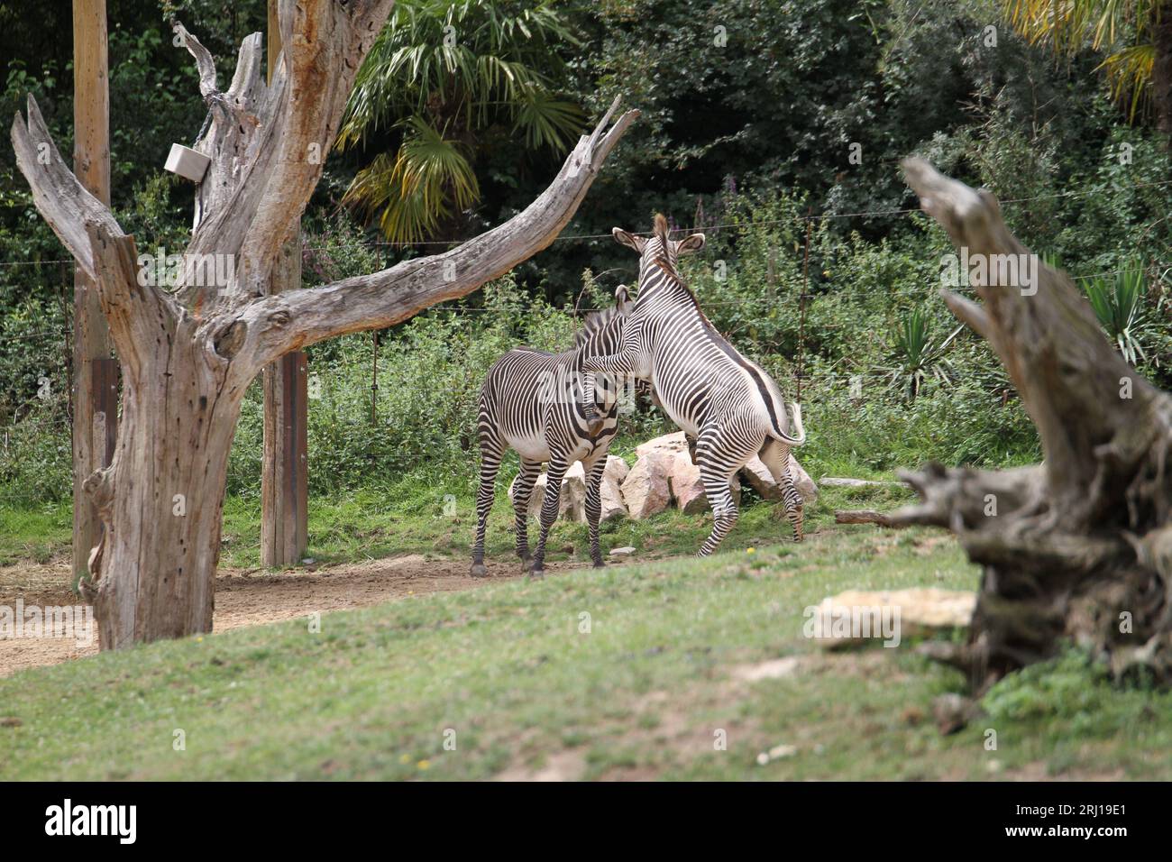 zebra outside fighting against a congener Equus quagga Stock Photo - Alamy