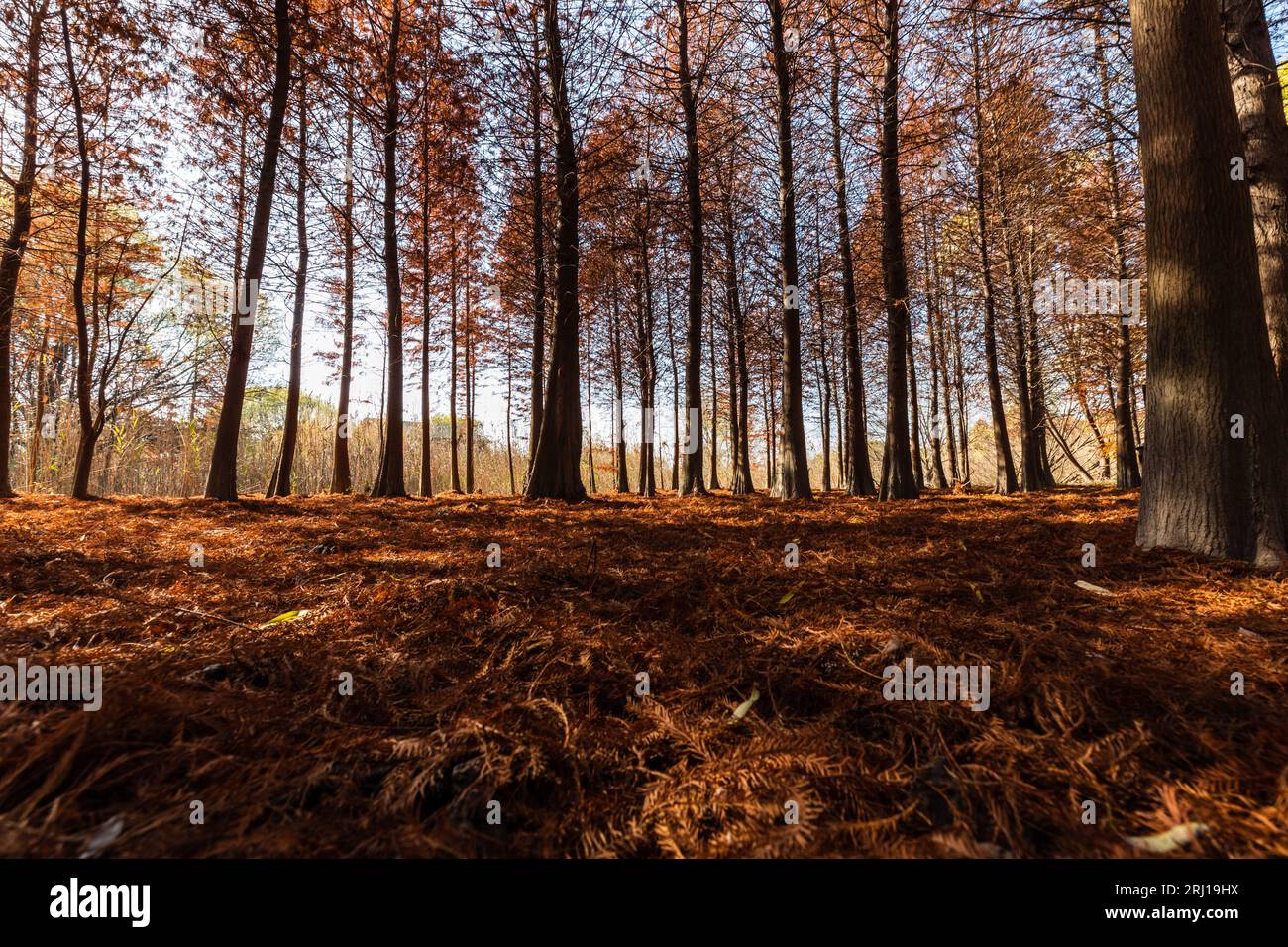 Harvest pathway hi-res stock photography and images - Alamy