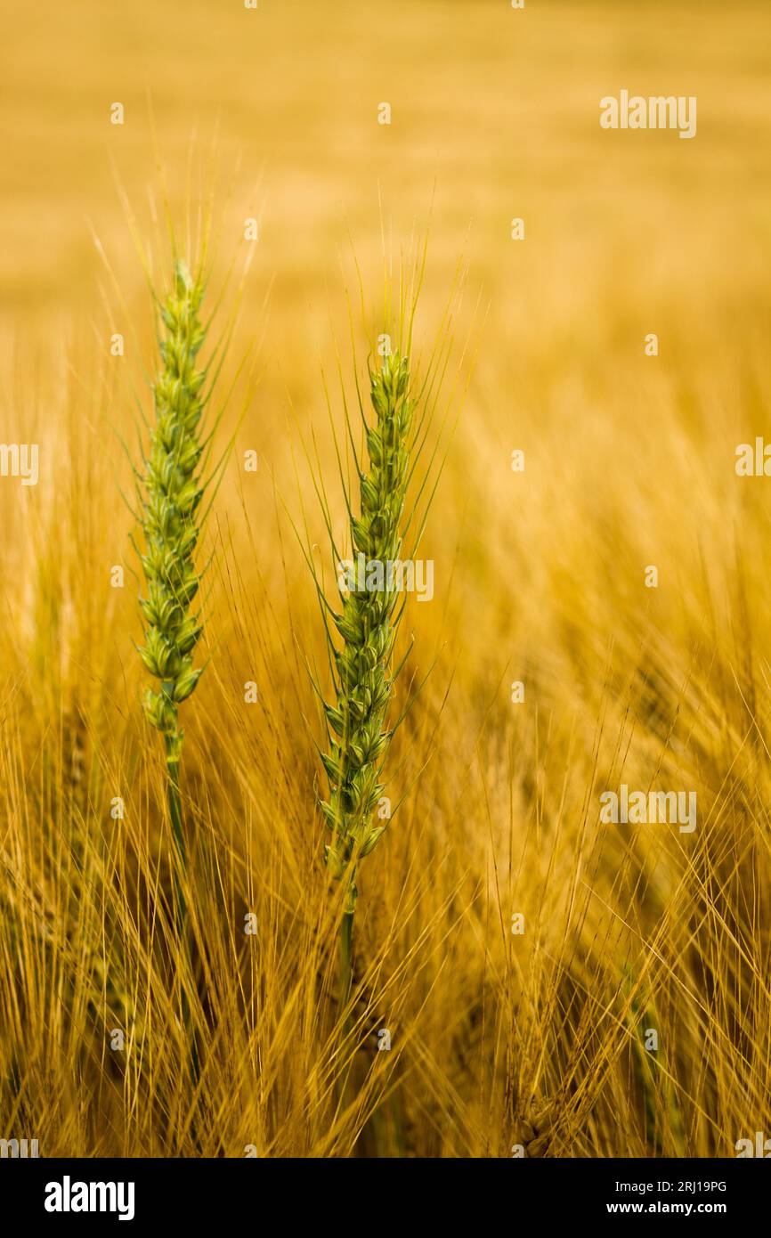 Gold wheat hi-res stock photography and images - Alamy