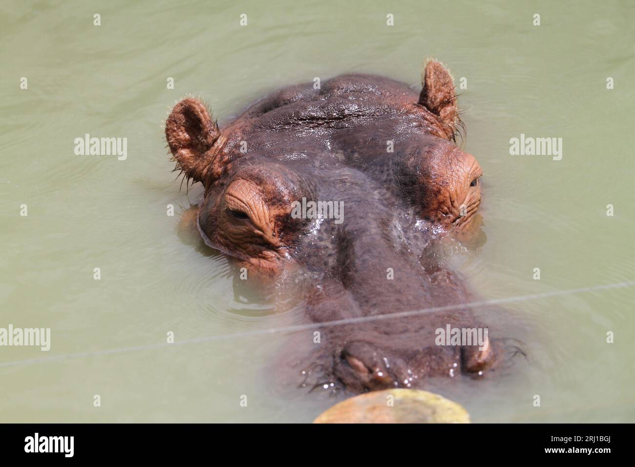 Hippopotamus amphibius outside in the water bathing Stock Photo - Alamy
