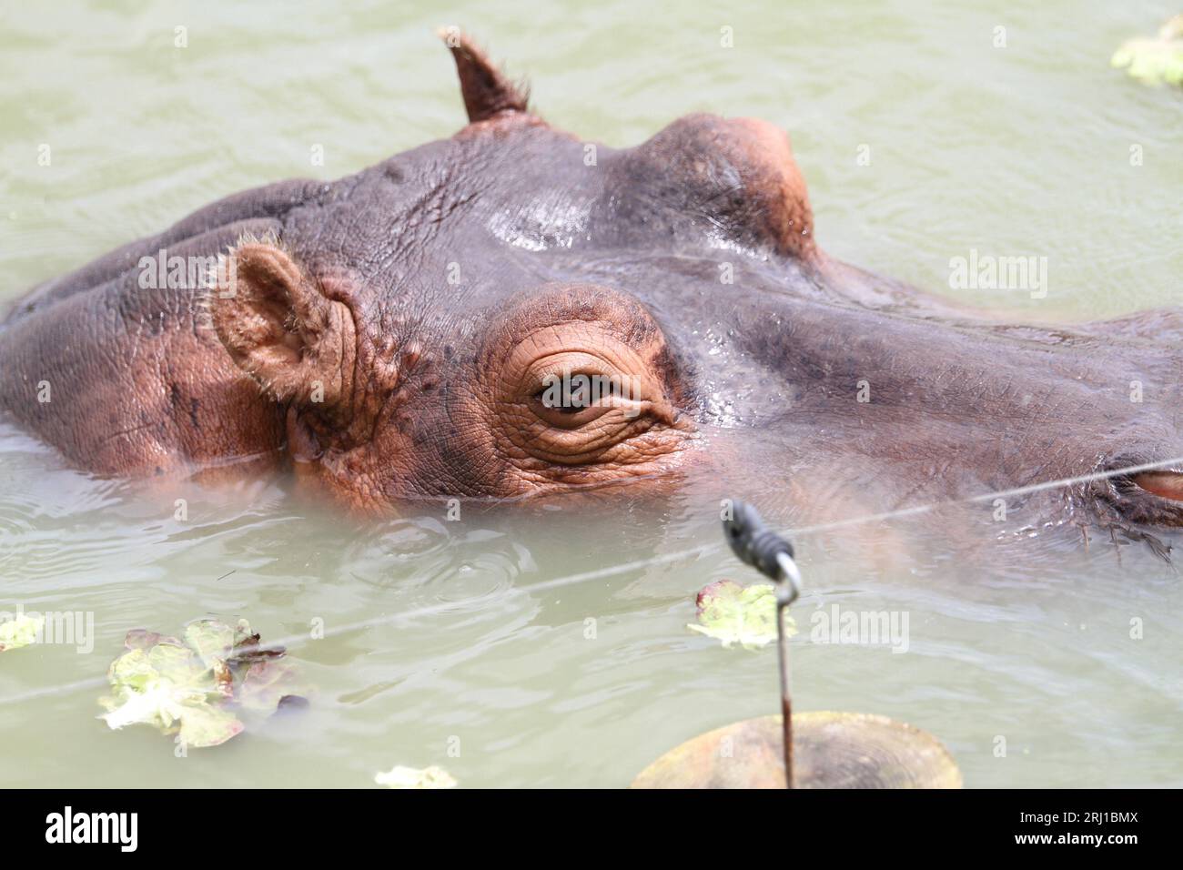Hippopotamus amphibius outside in the water bathing Stock Photo - Alamy