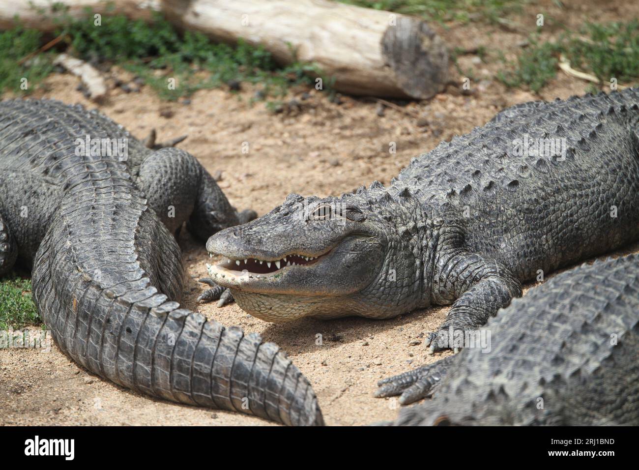 Fat alligator hi-res stock photography and images - Alamy