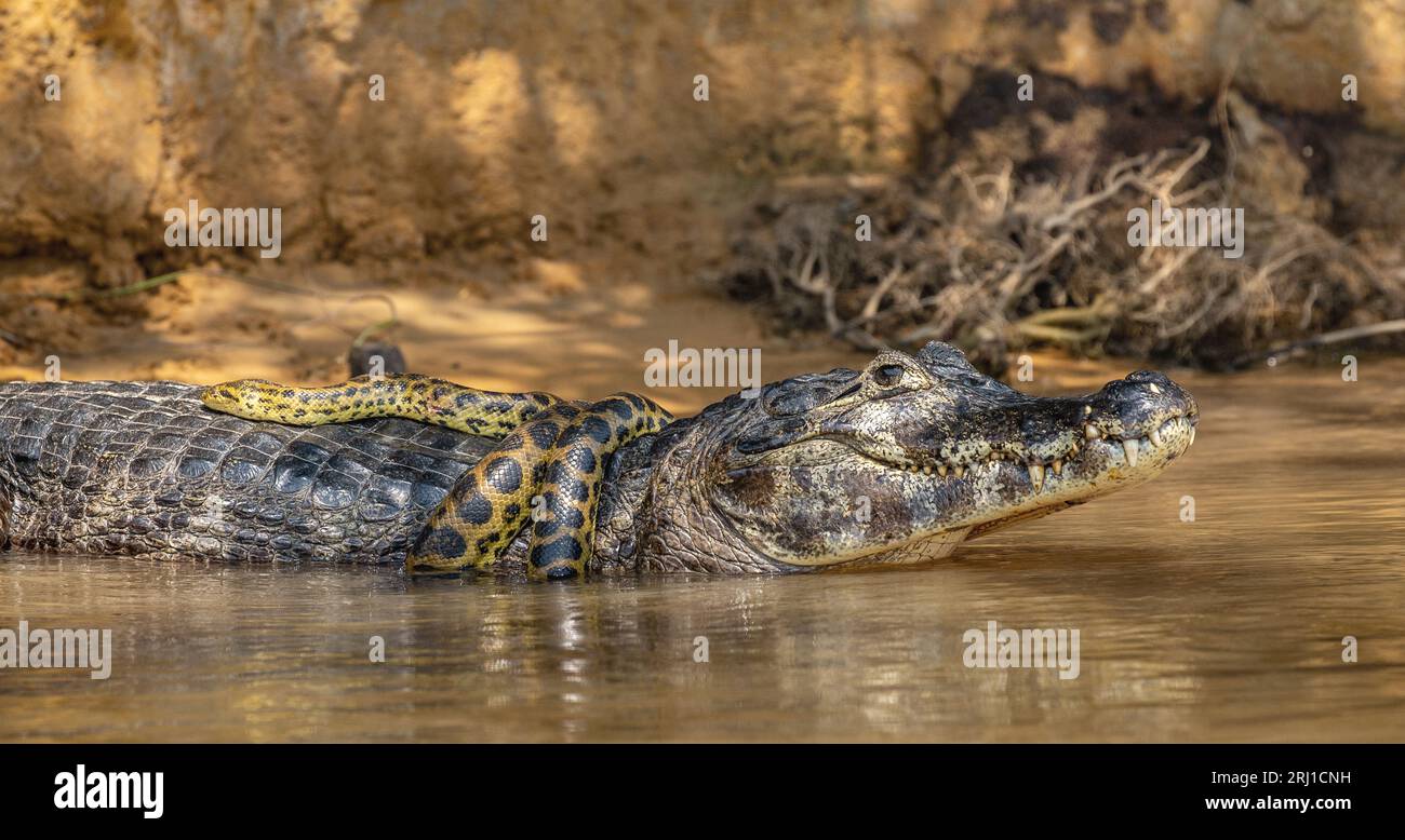 Cayman (Caiman crocodylus yacare) vs Anaconda (Eunectes murinus ...