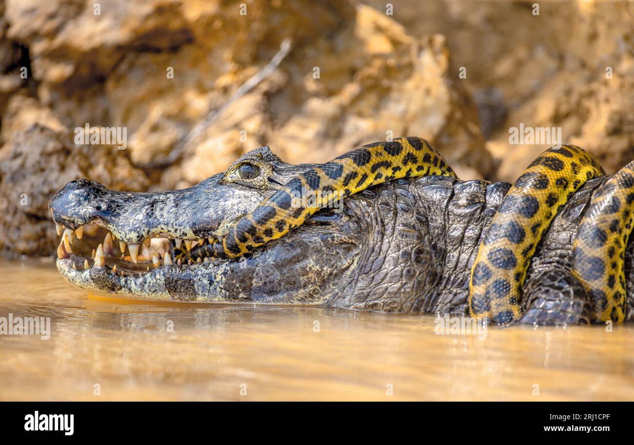 Cayman (Caiman crocodylus yacare) vs Anaconda (Eunectes murinus ...