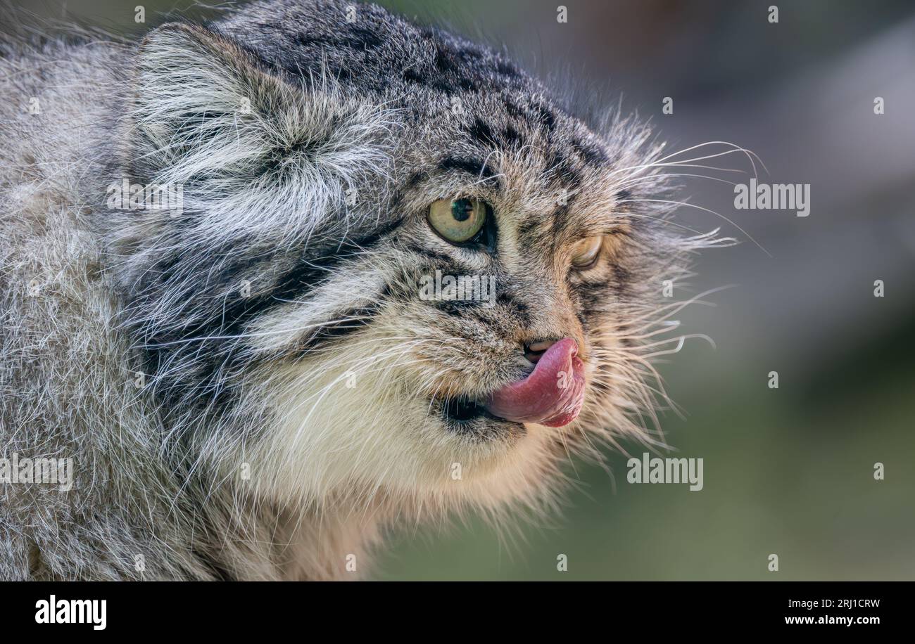 Pallas's cat (Otocolobus manul), also known as the manul, is a small ...