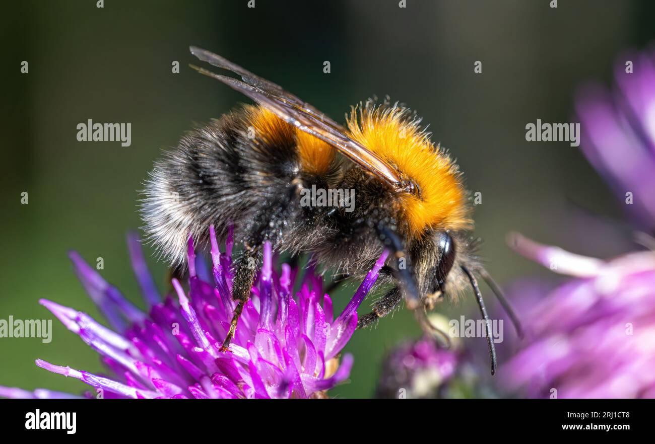 Insects collect nectar from blooming hi-res stock photography and ...