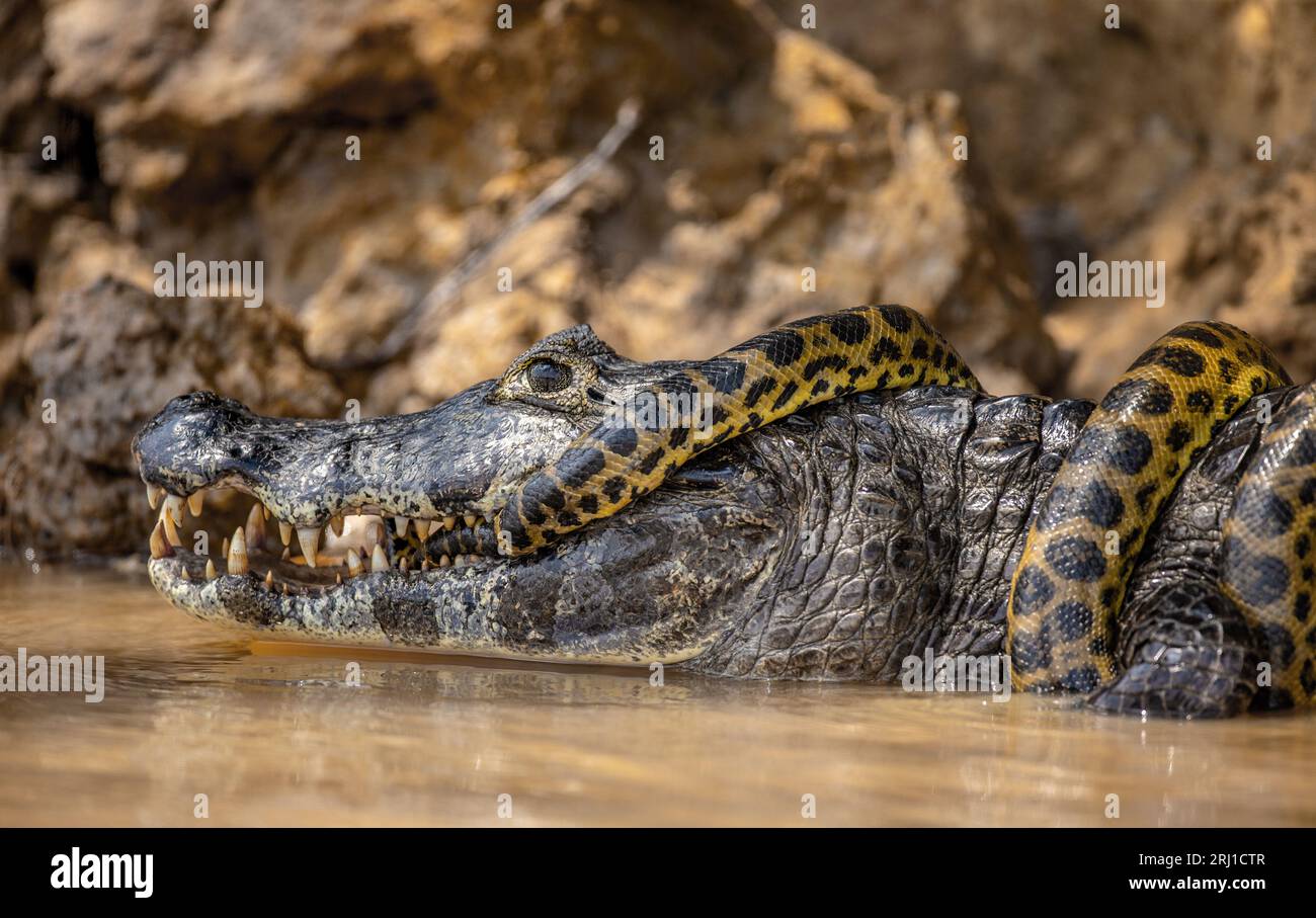 Cayman caiman crocodylus yacare vs anaconda eunectes murinus cayman ...