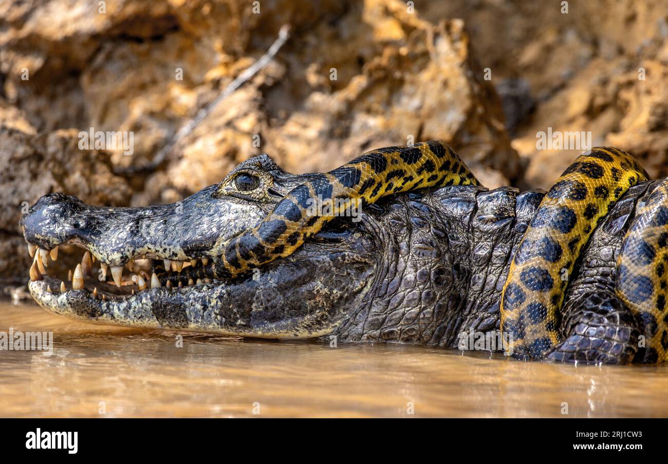 Cayman (Caiman crocodylus yacare) vs Anaconda (Eunectes murinus ...