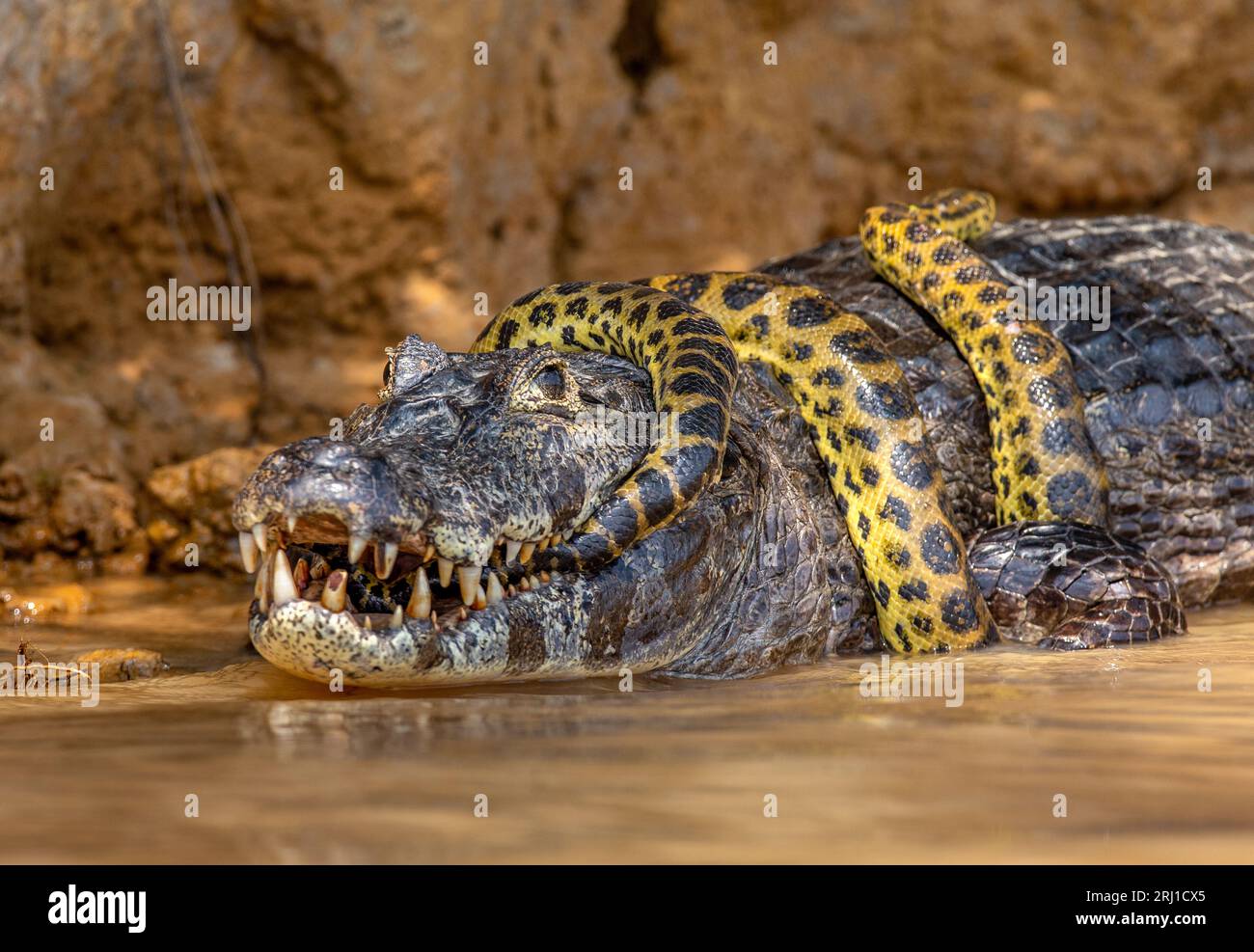 Cayman (Caiman crocodylus yacare) vs Anaconda (Eunectes murinus ...