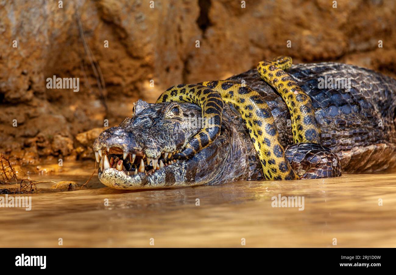 Cayman (Caiman crocodylus yacare) vs Anaconda (Eunectes murinus ...