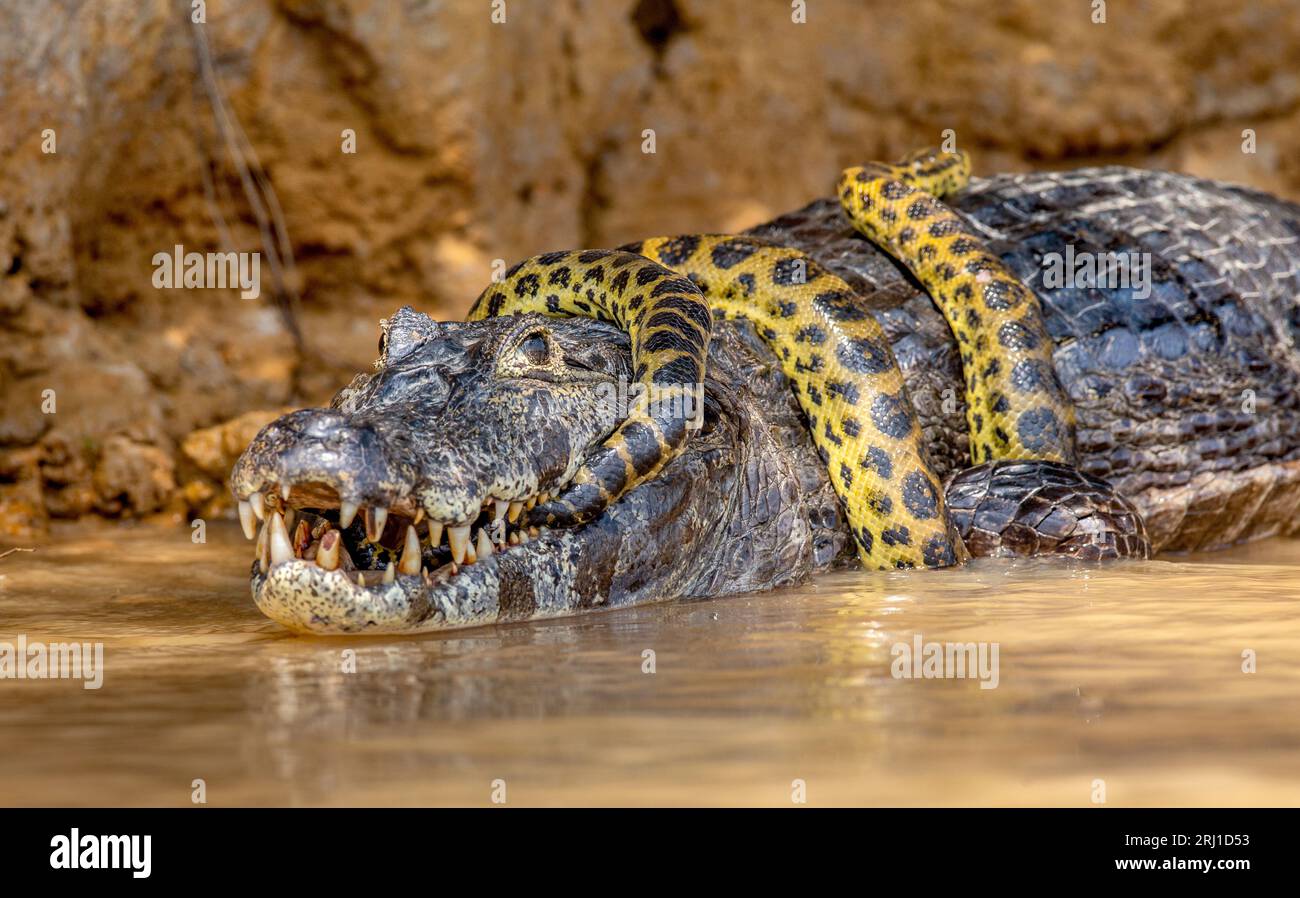 Cayman (Caiman crocodylus yacare) vs Anaconda (Eunectes murinus ...