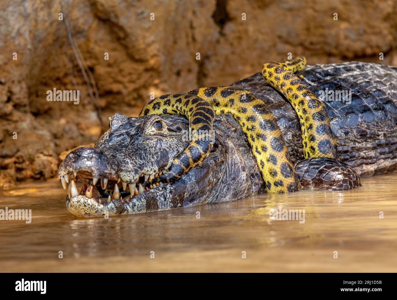 Cayman caiman crocodylus yacare vs anaconda eunectes murinus cayman ...