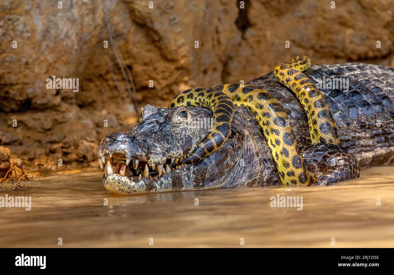 Cayman (Caiman crocodylus yacare) vs Anaconda (Eunectes murinus ...