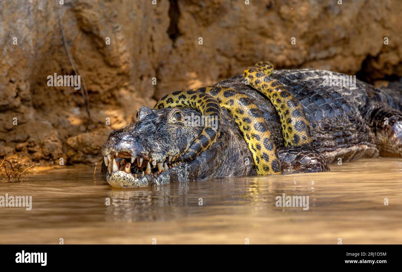 Cayman (Caiman crocodylus yacare) vs Anaconda (Eunectes murinus ...