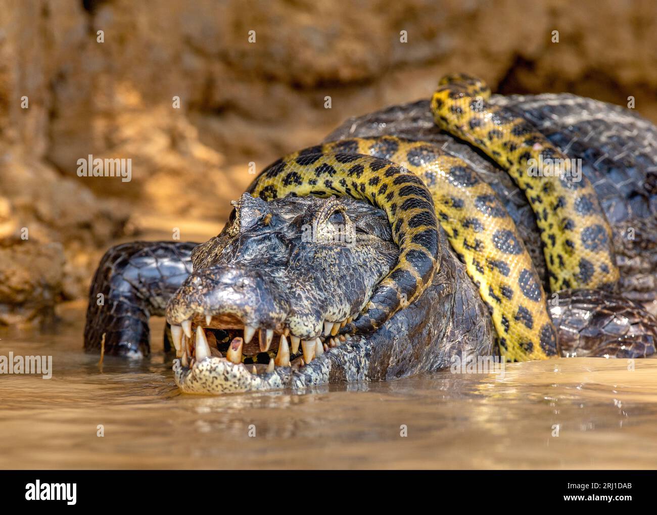 Cayman (Caiman crocodylus yacare) vs Anaconda (Eunectes murinus ...