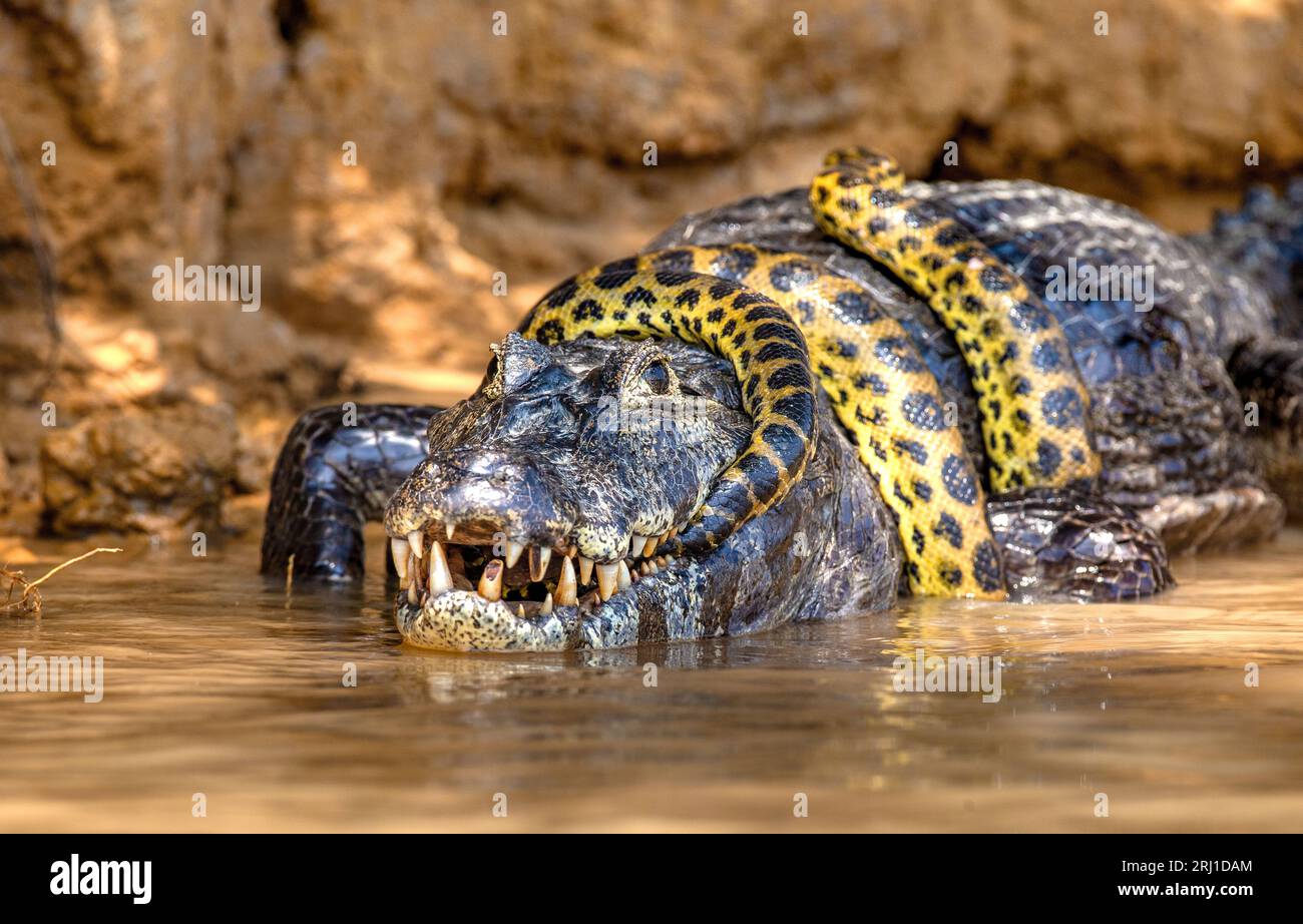 Cayman (Caiman crocodylus yacare) vs Anaconda (Eunectes murinus ...