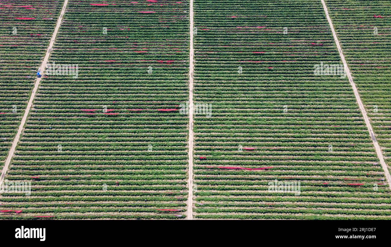 Fields of raspberry bushes planted in rows. View from a drone ...