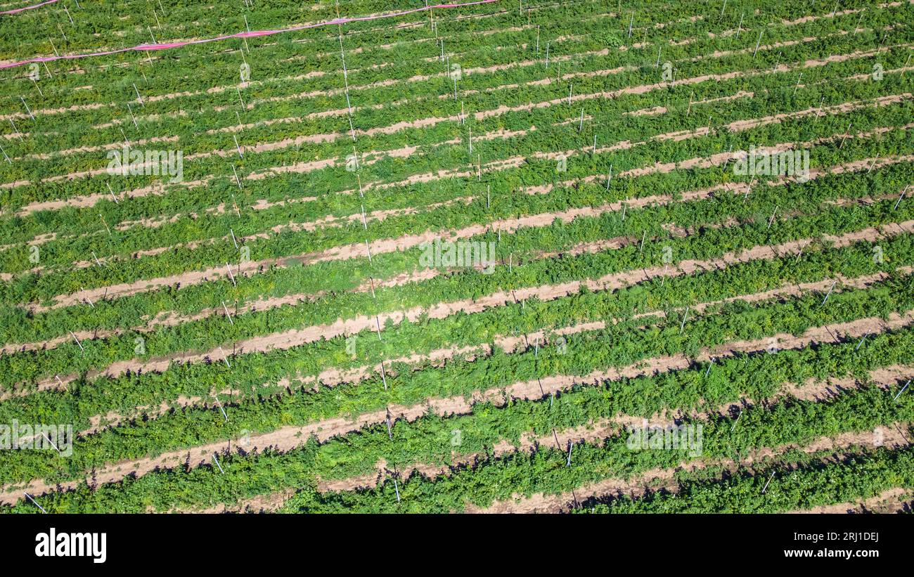 Raspberry bushes in a farmer's field on a sunny day. Agricultural ...