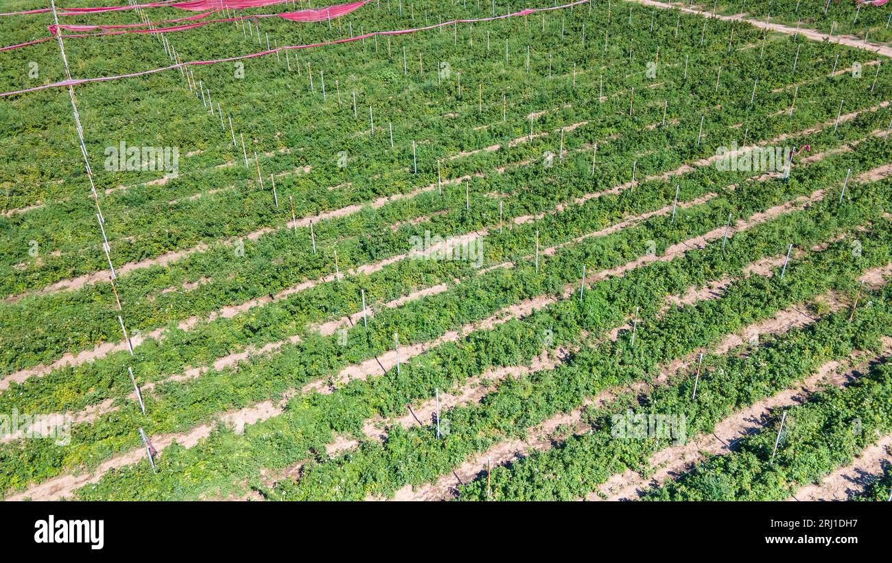 Raspberry bushes in farm fields. Agricultural business Stock Photo - Alamy