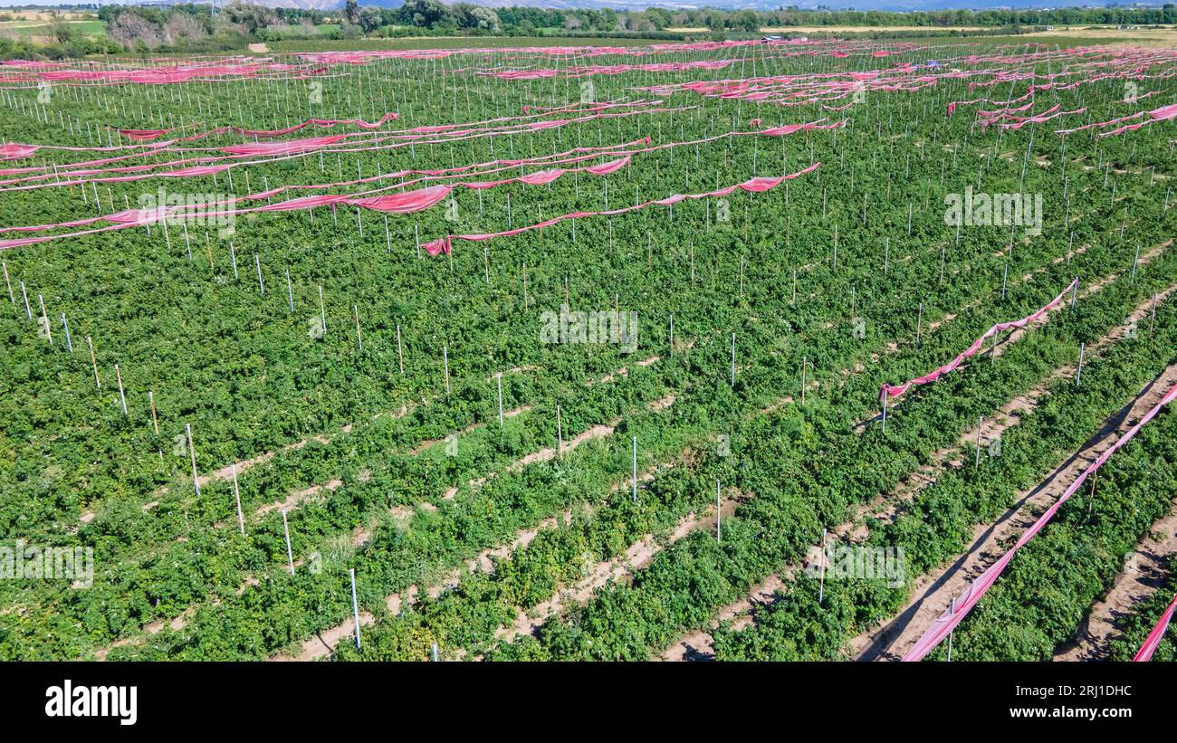 Part of a plantation of raspberry bushes. Agricultural business Stock ...