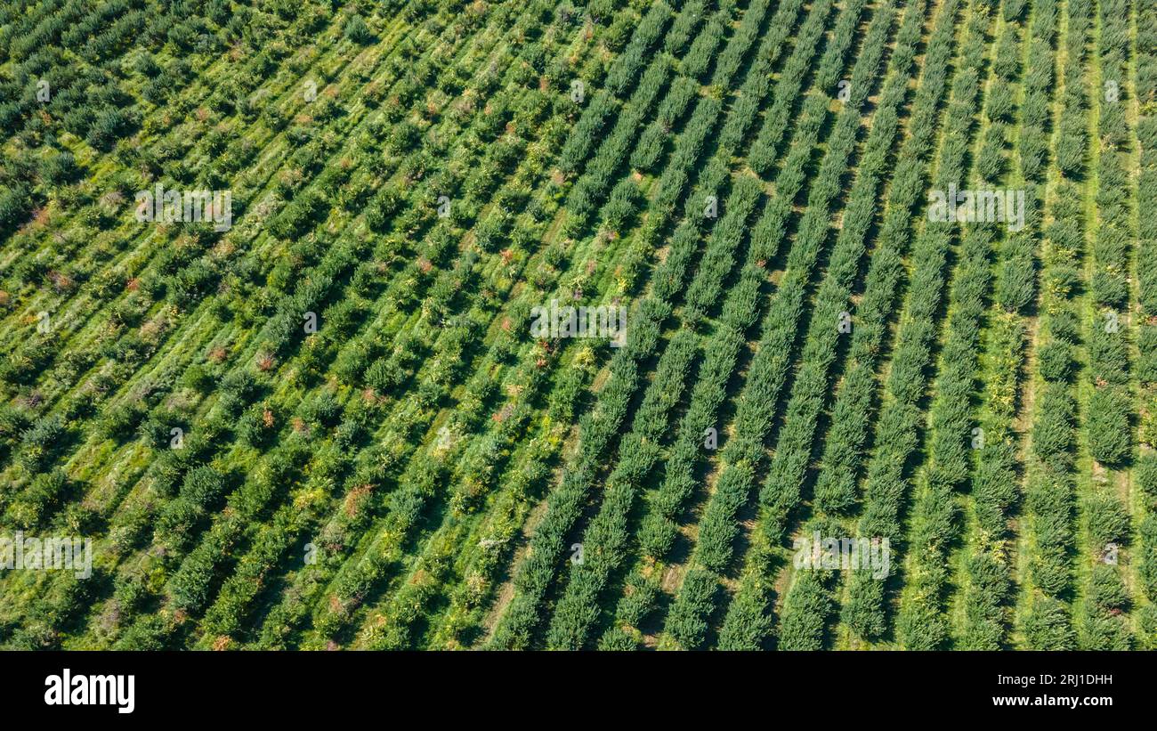 Apple orchard with dying trees. View from a drone. Pests and diseases ...