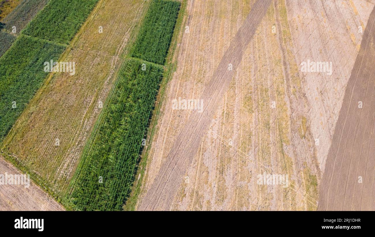 Farm fields divided for different crops. View from a drone ...